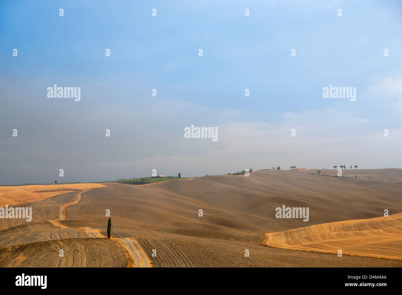 Tuscan cypress tree in dusty landscape Stock Photo - Alamy