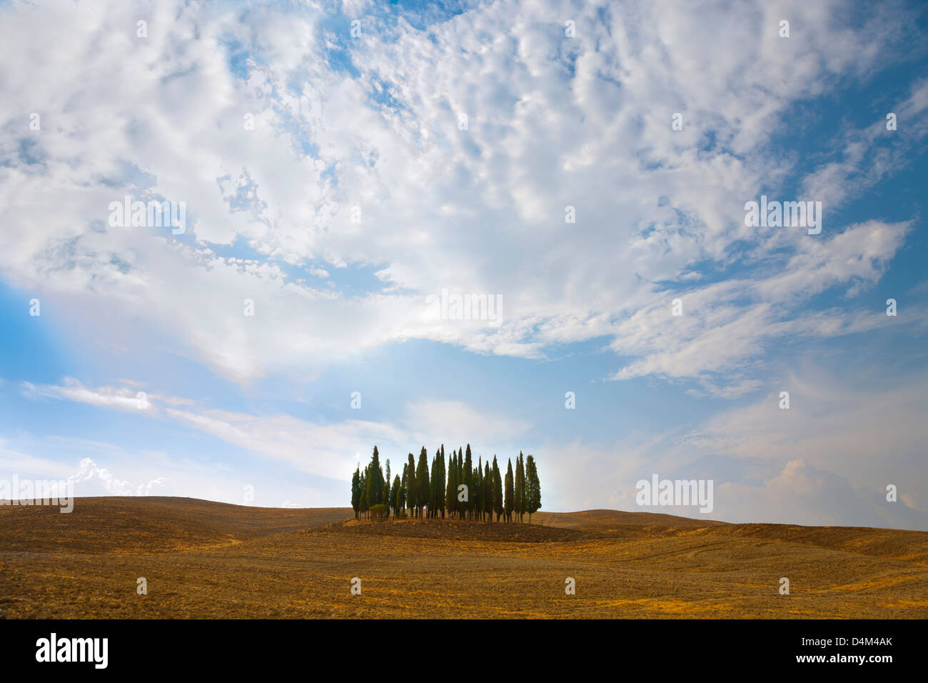 Tuscan cypress trees in dusty landscape Stock Photo - Alamy