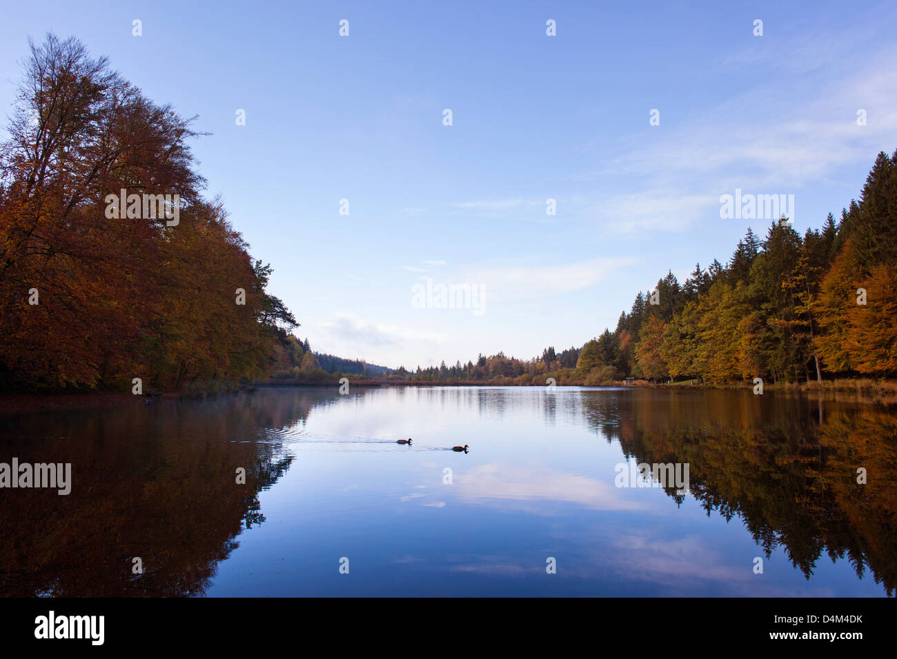 Trees reflected in still rural lake Stock Photo - Alamy
