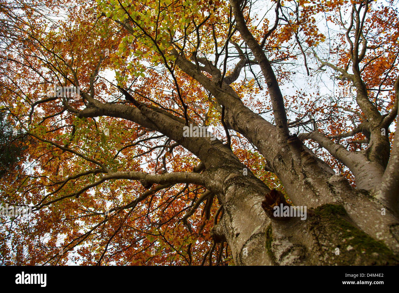 Bough tree europe autumn hi-res stock photography and images - Alamy