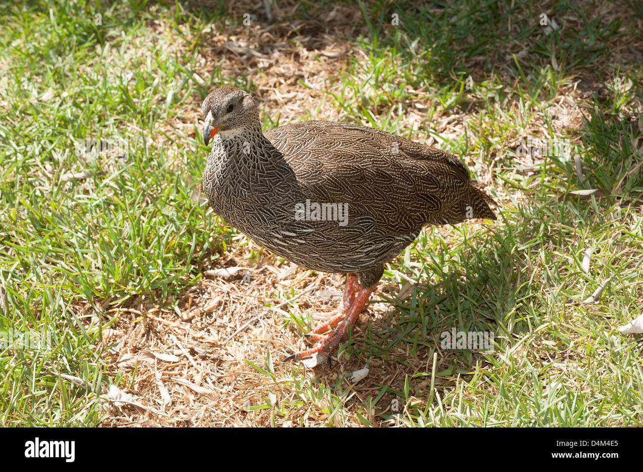 Cape Spurfowl Franklin bird. Pternistis capensis wild bird Southern ...