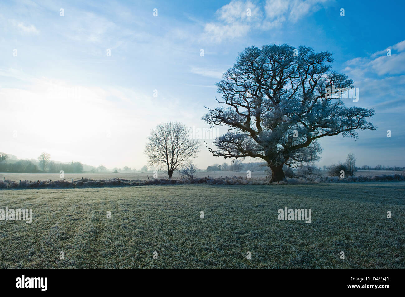 Trees growing in rural field Stock Photo - Alamy
