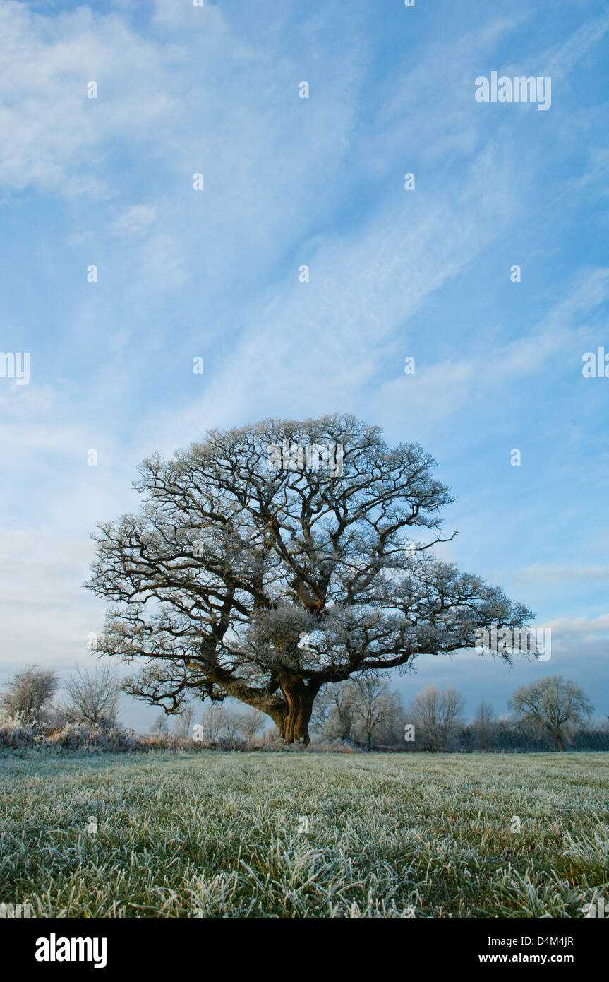 Low Growing Tree High Resolution Stock Photography and Images - Alamy