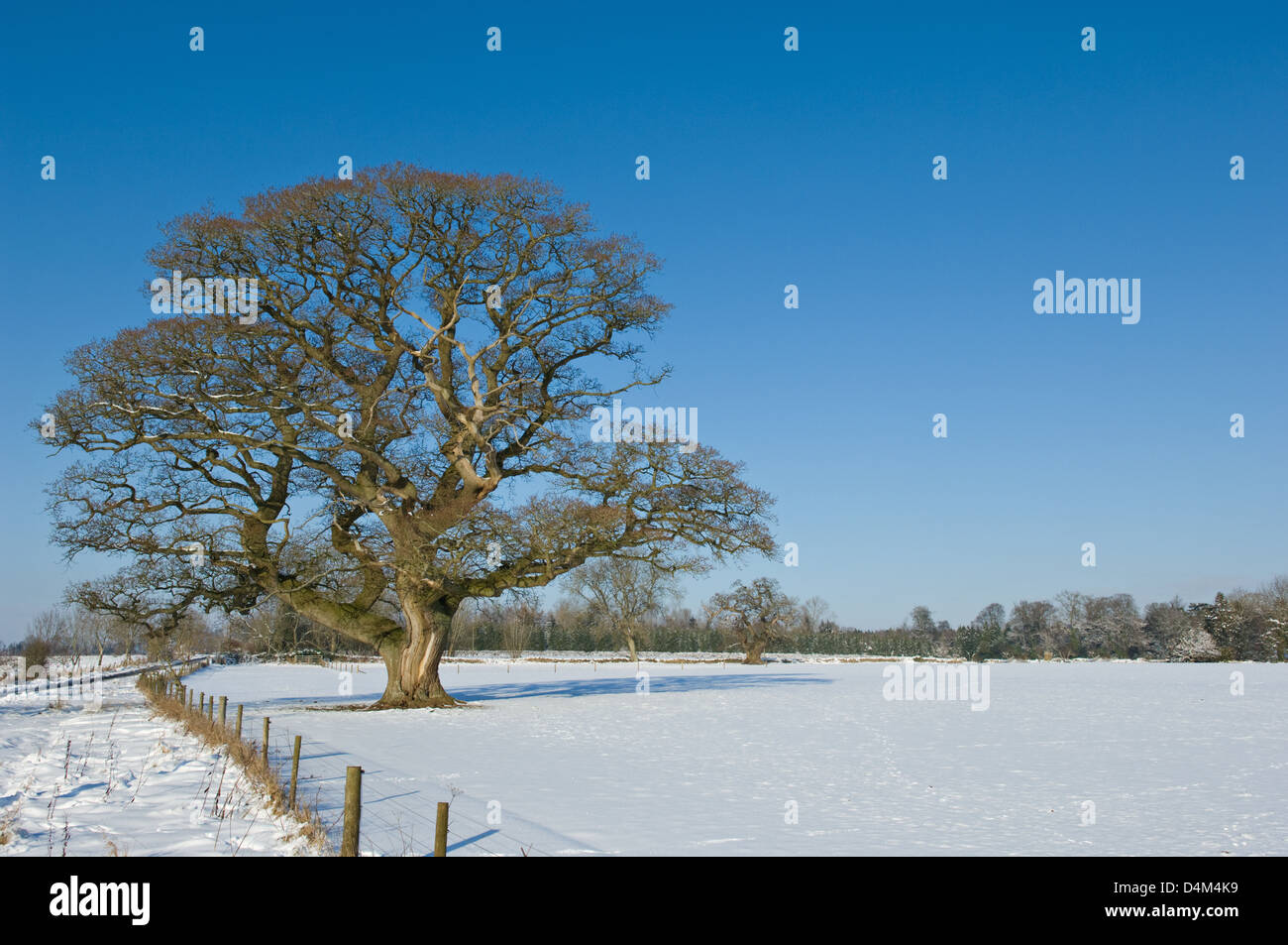 Tree growing in snowy rural field Stock Photo - Alamy
