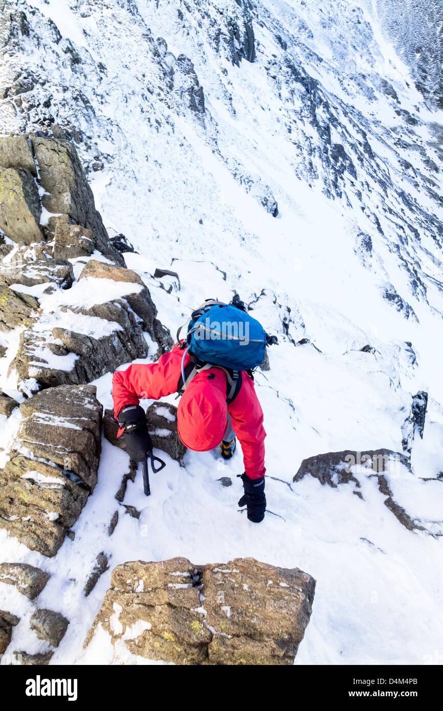A walker climbing Striding Edge from Helvellyn in the Lake District ...