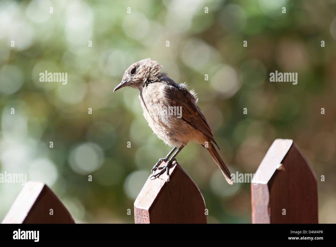 Young familiar chat bird cercomela hi-res stock photography and images ...