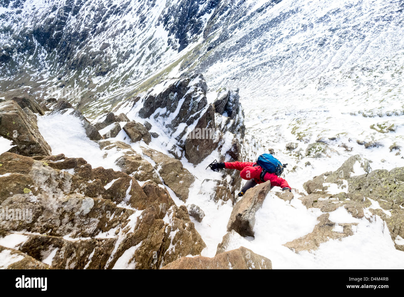A walker climbing Striding Edge from Helvellyn in the Lake District ...