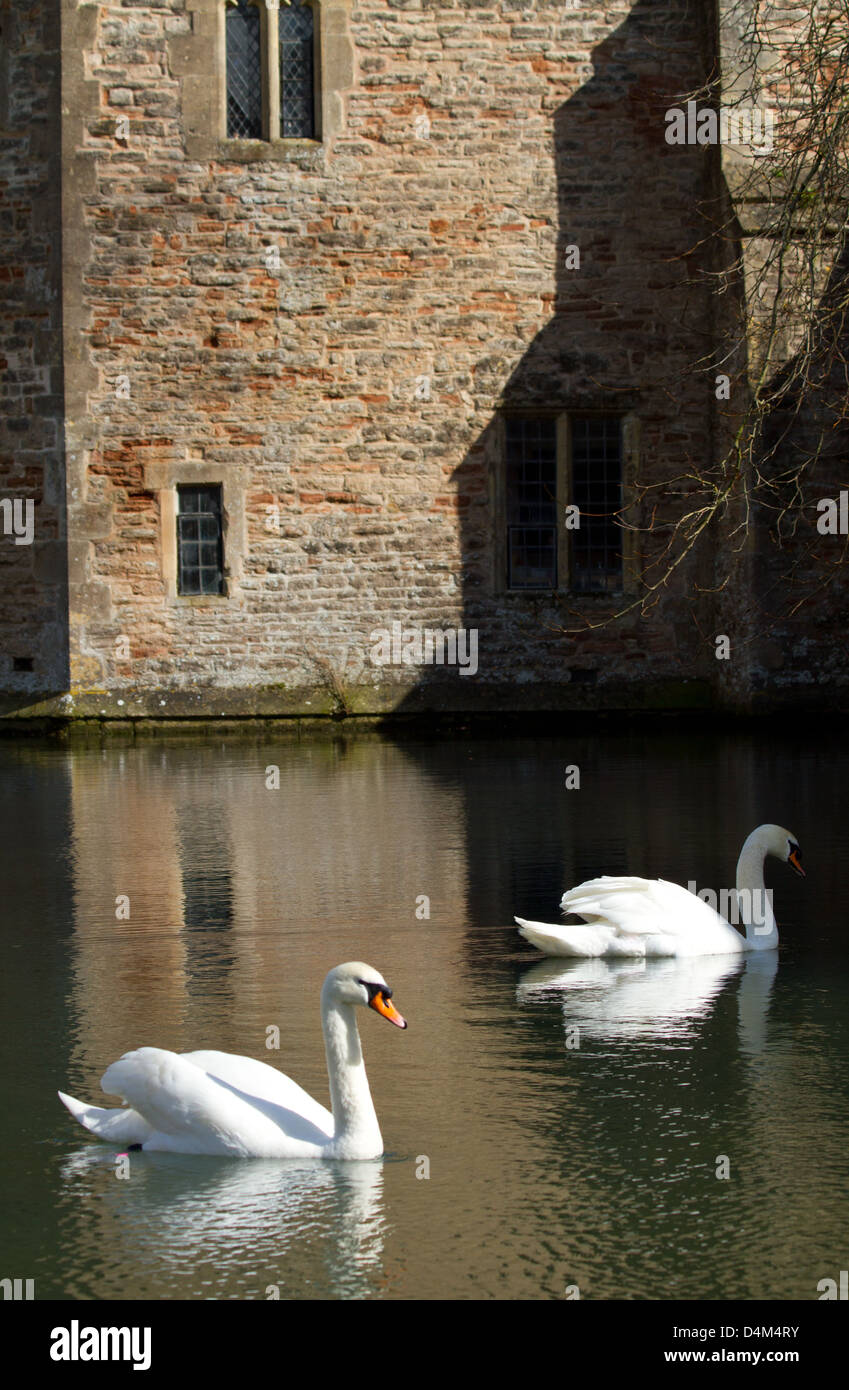 Swans on the moat surrounding the Bishop's Palace in Wells Somerset ...