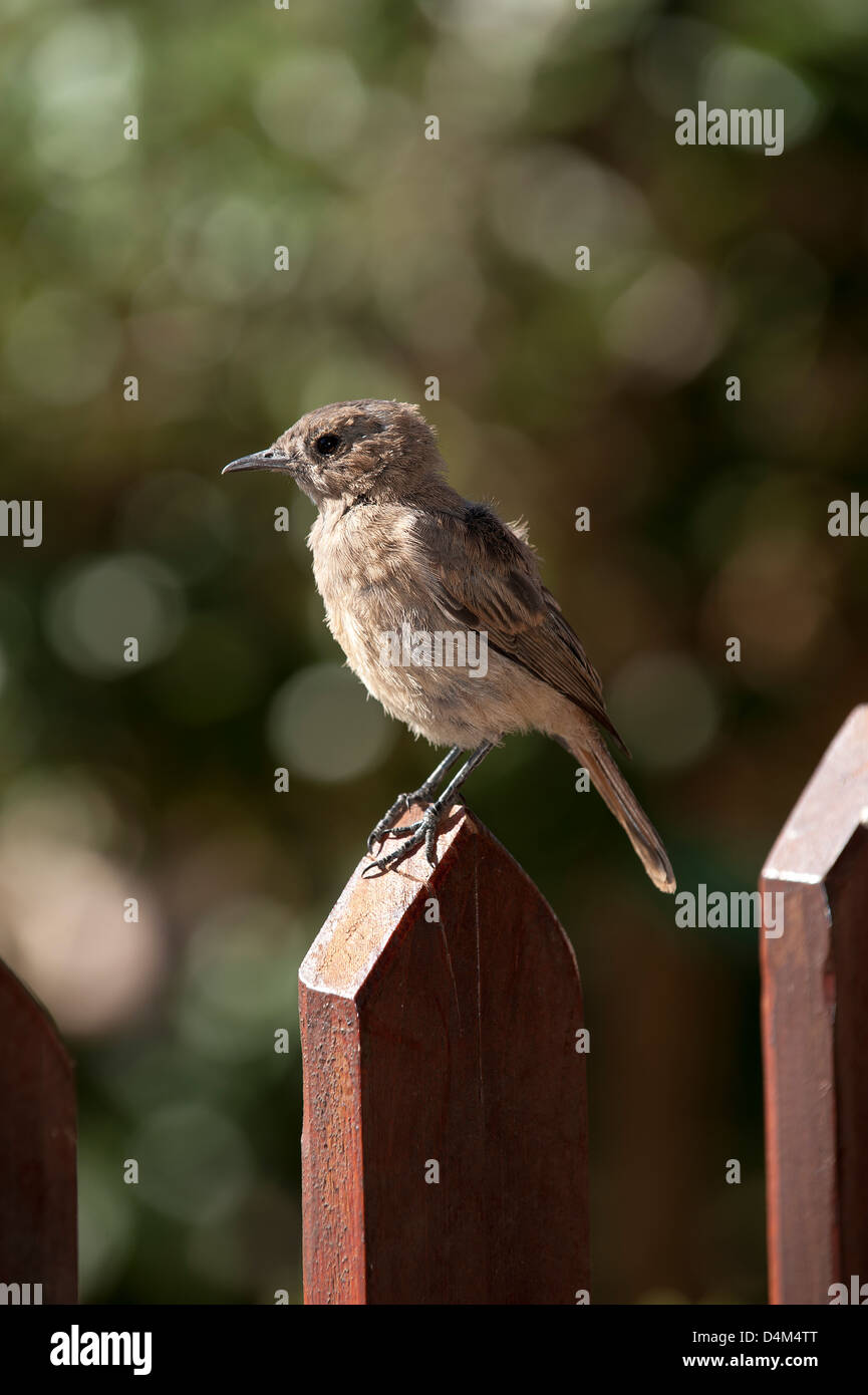 Familiar Chat young bird. Cercomela familiaris South African wild bird ...