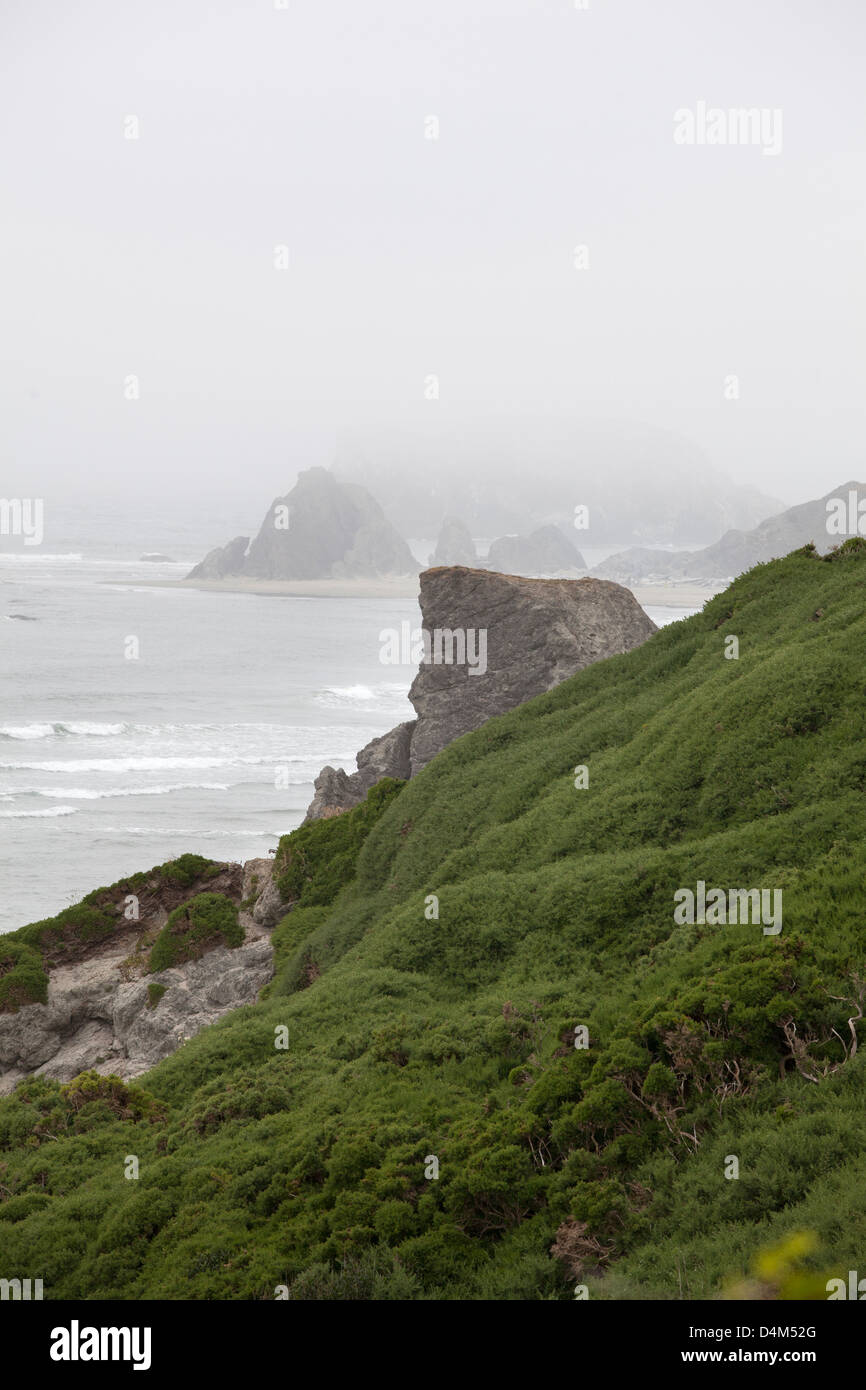 Oregon coast fog tree hi-res stock photography and images - Alamy