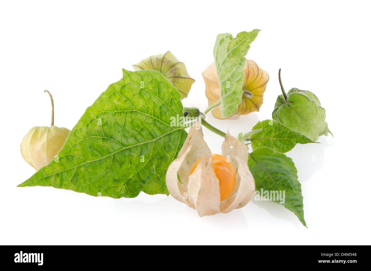 Cape gooseberry (physalis) fruit on white background Stock Photo - Alamy
