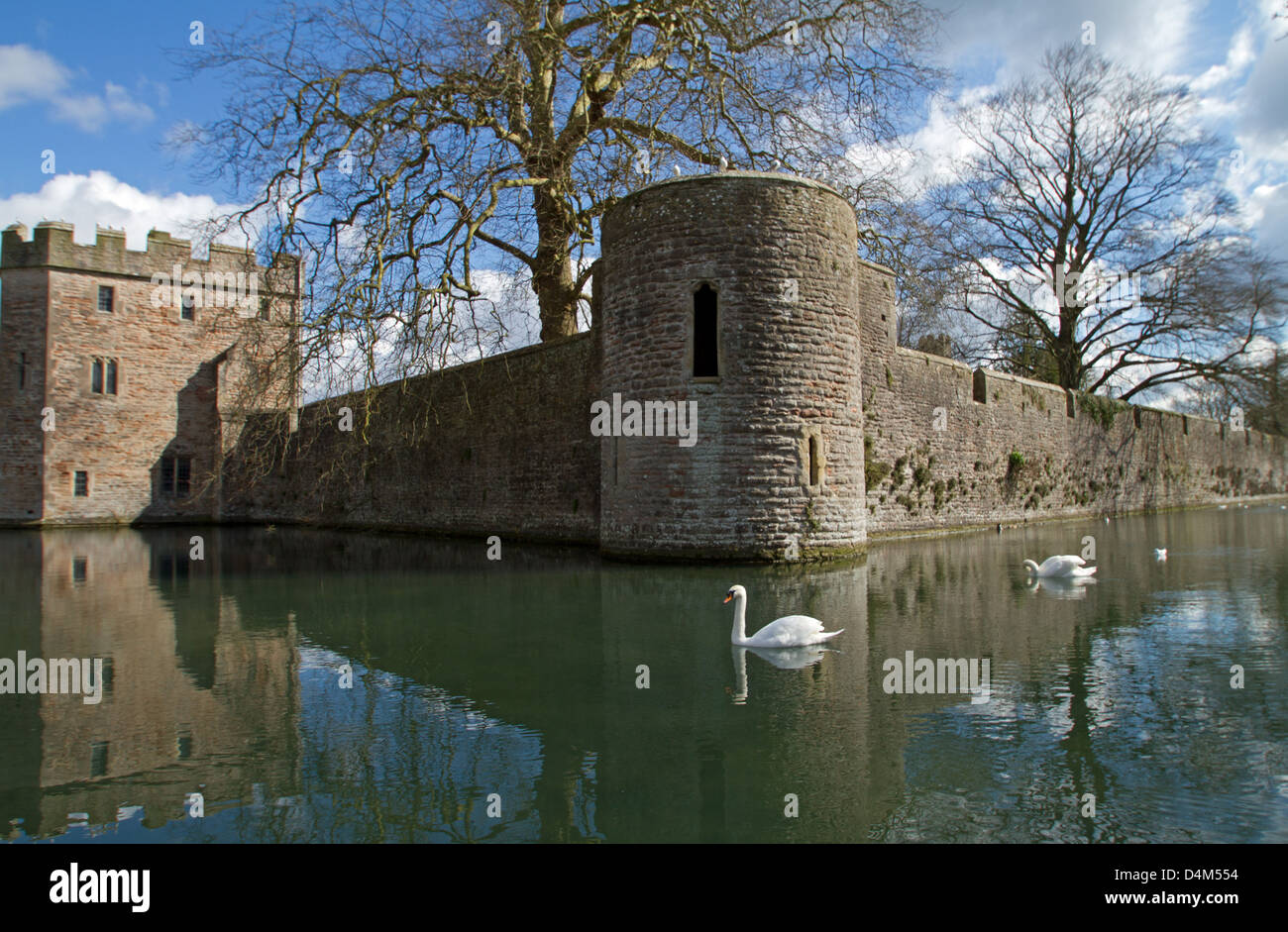 Swans on the moat surrounding the Bishop's Palace in Wells Somerset ...