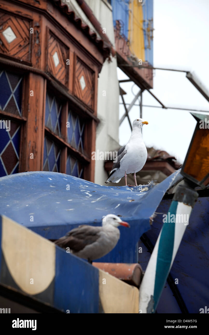 Seagulls, Seattle, Washington, USA Stock Photo - Alamy