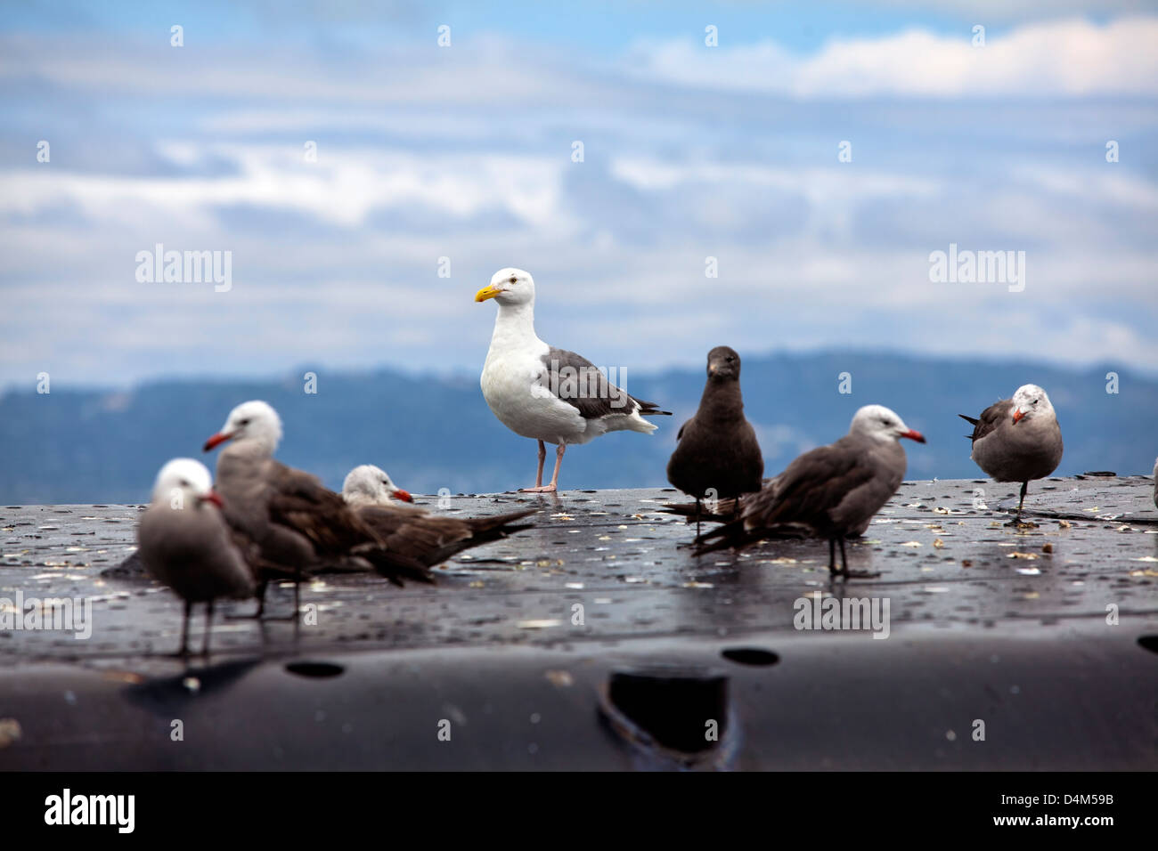 Seagulls, Seattle, Washington, USA Stock Photo - Alamy