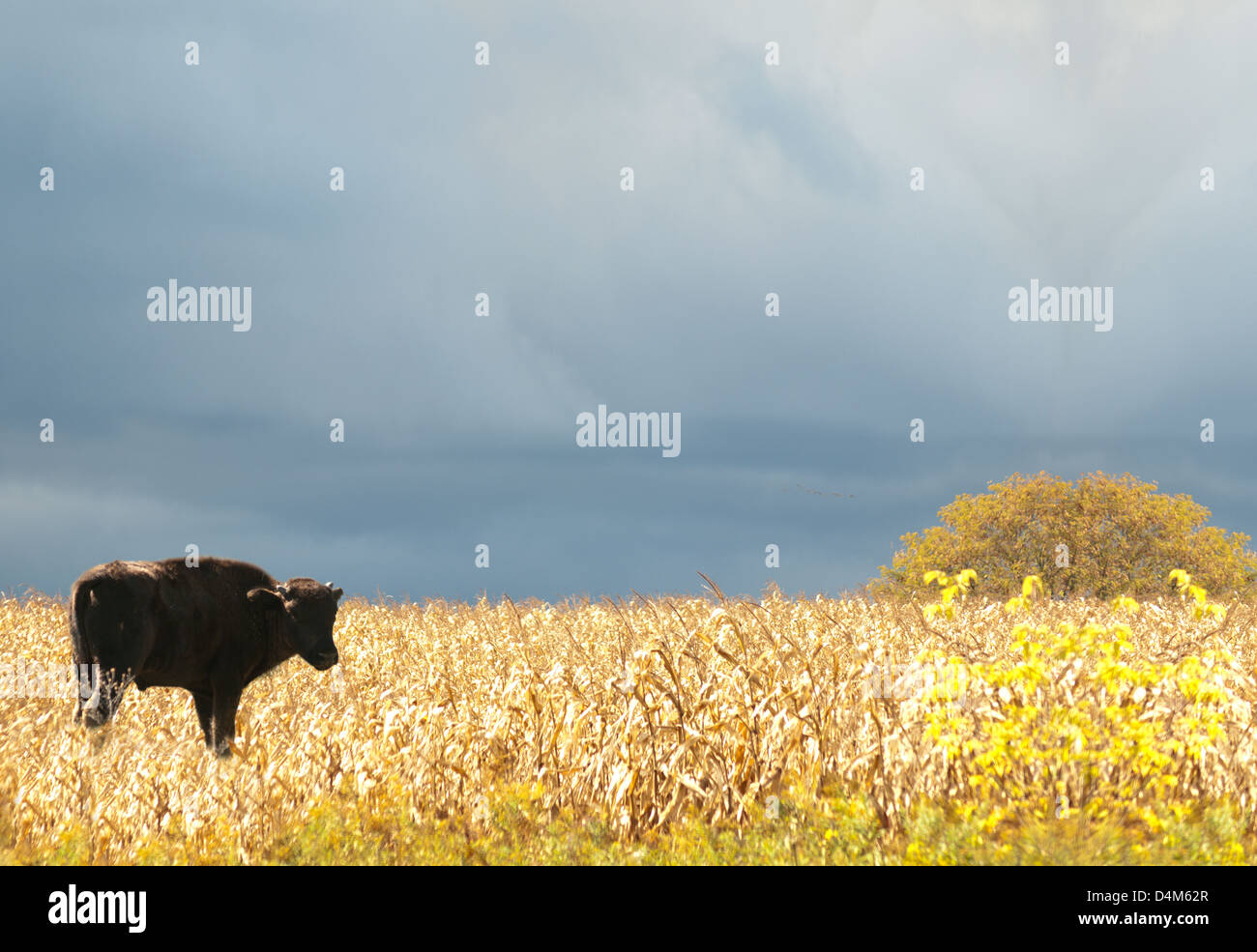 American buffalo wildflowers hi-res stock photography and images - Alamy