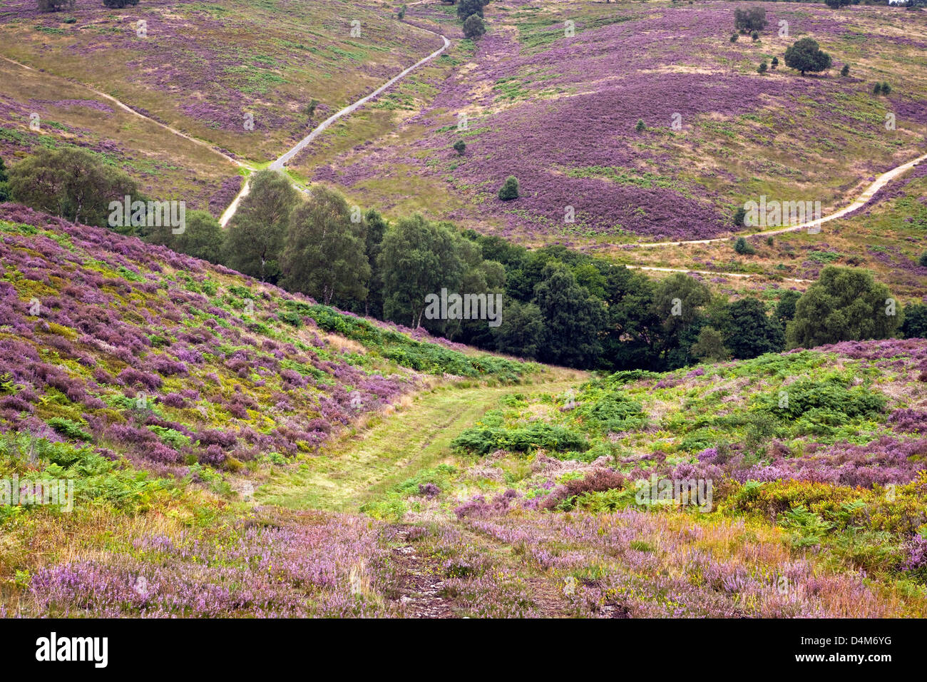 Footpaths and Heather on rolling heathland hills above Sherbrook Valley ...