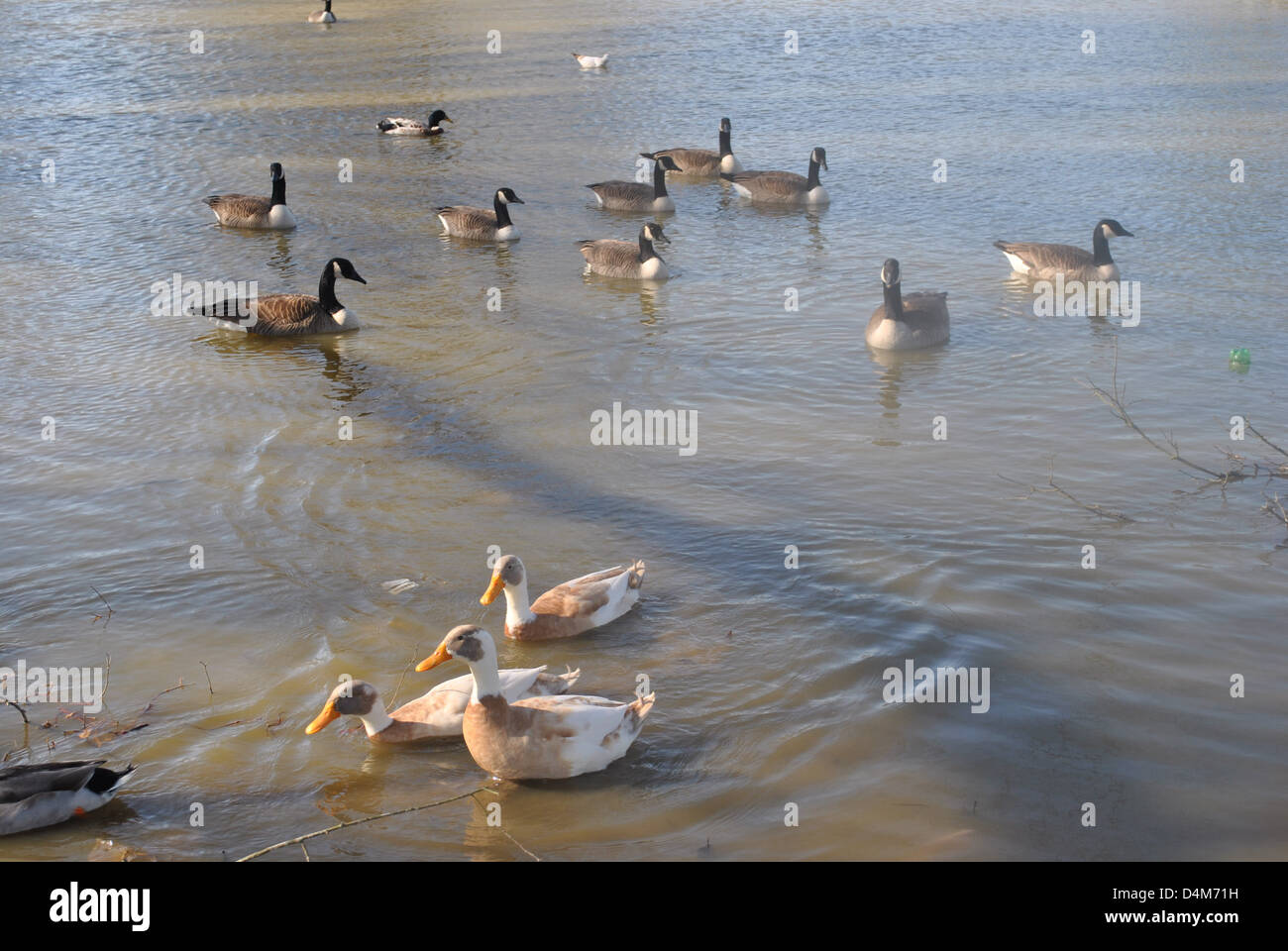 Ducks at pond hi-res stock photography and images - Alamy