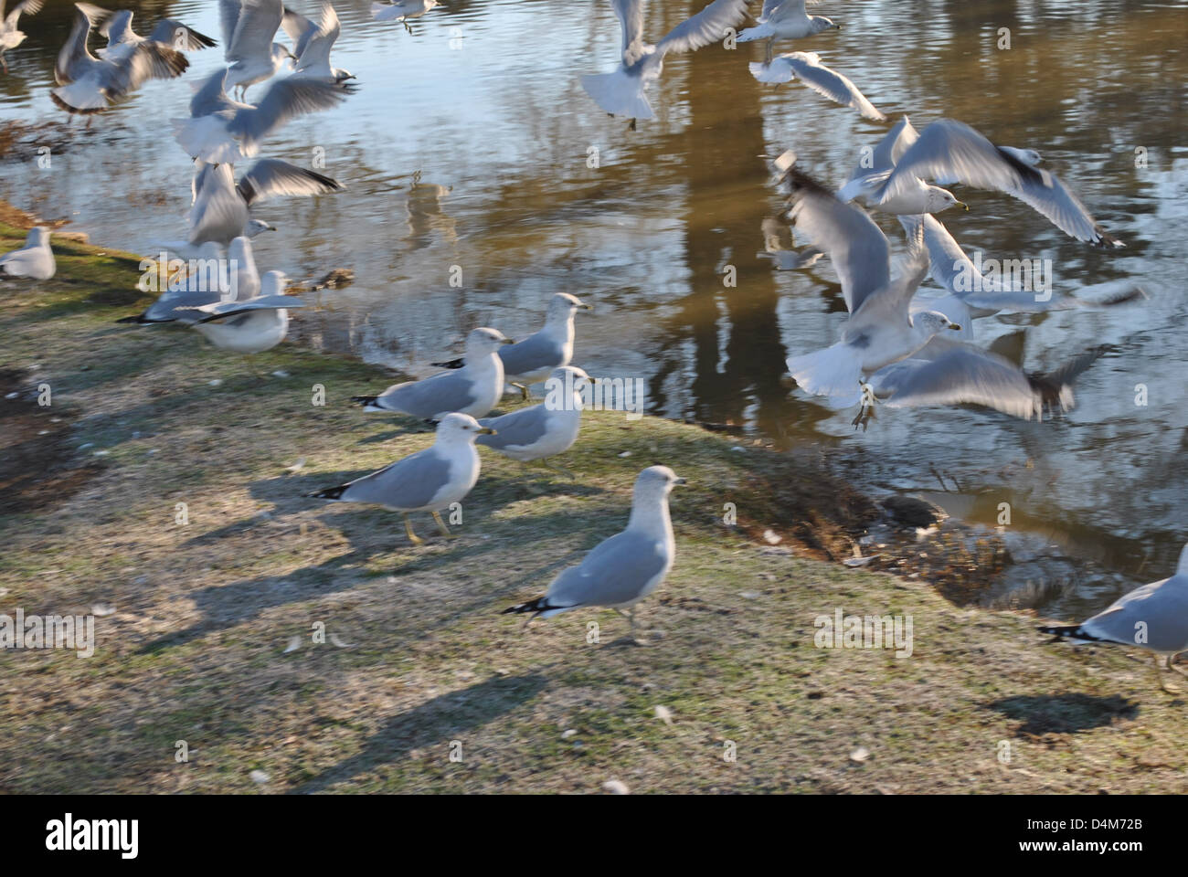 flock of pigeons in flight Stock Photo - Alamy