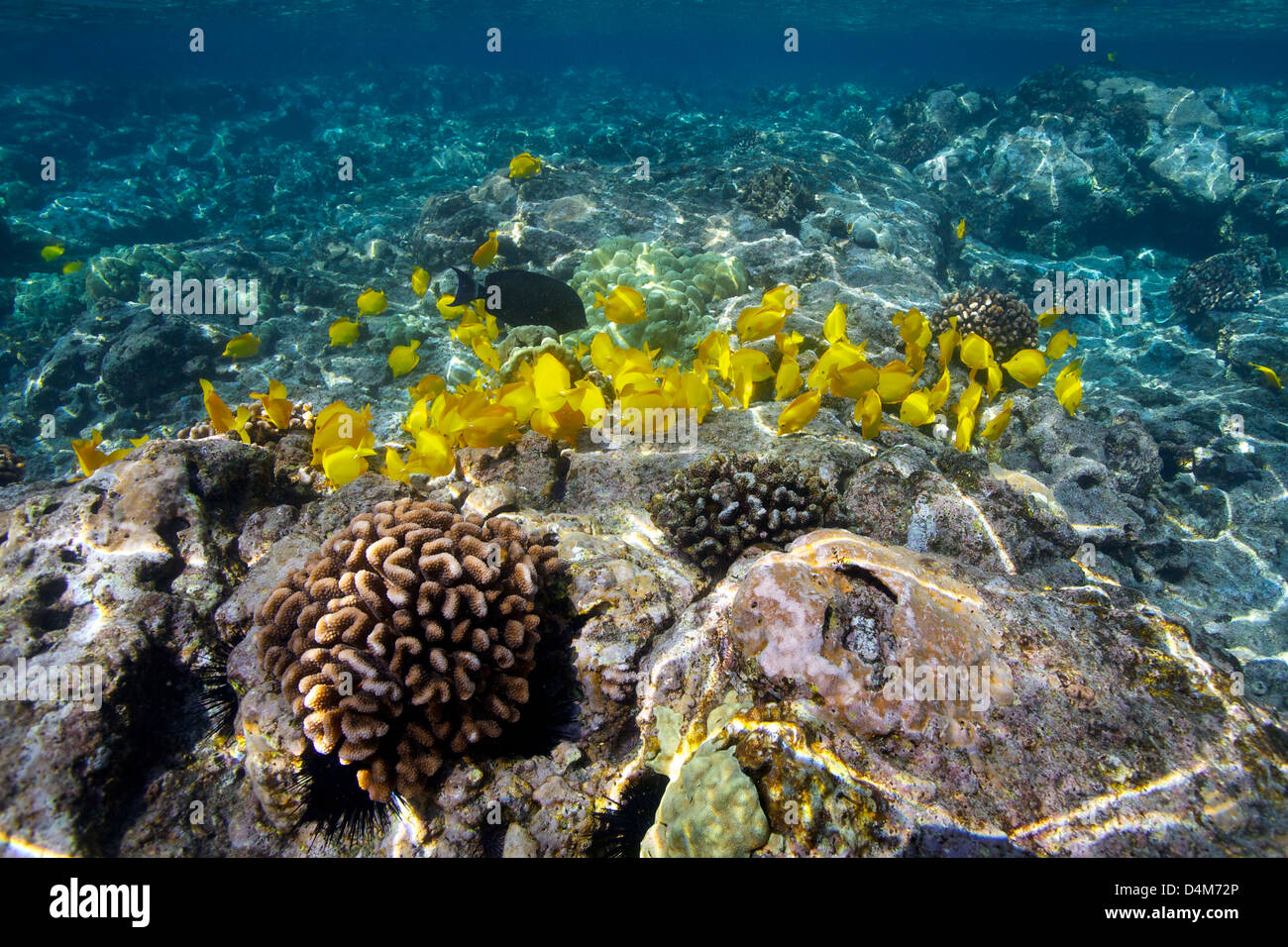 Yellow tangs hi-res stock photography and images - Alamy