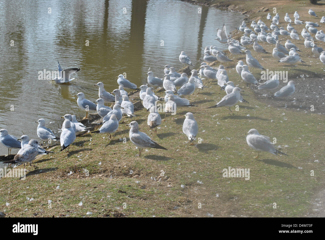flock of pigeons Stock Photo - Alamy