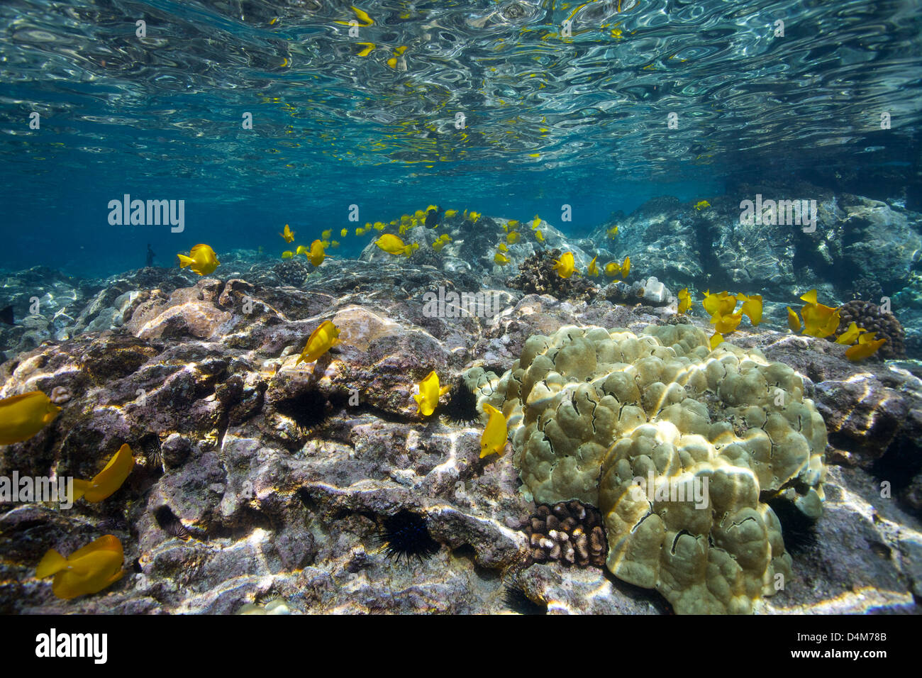 Yellow tangs feeding on algae in Kealakekua Bay, Hawaii Stock Photo - Alamy