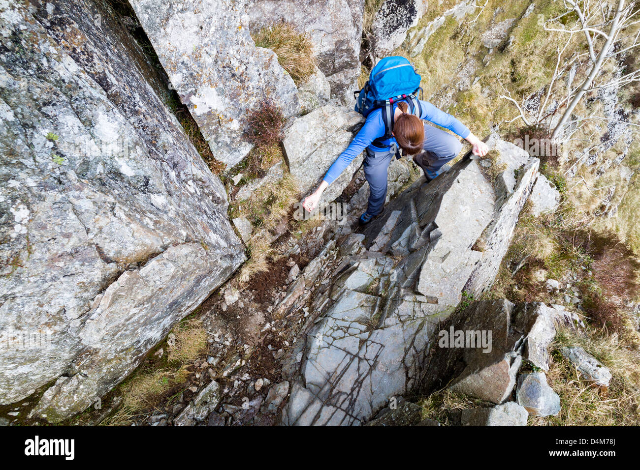 A hiker ascending Jack's Rake on Pavey Ark in the Lake District Stock ...
