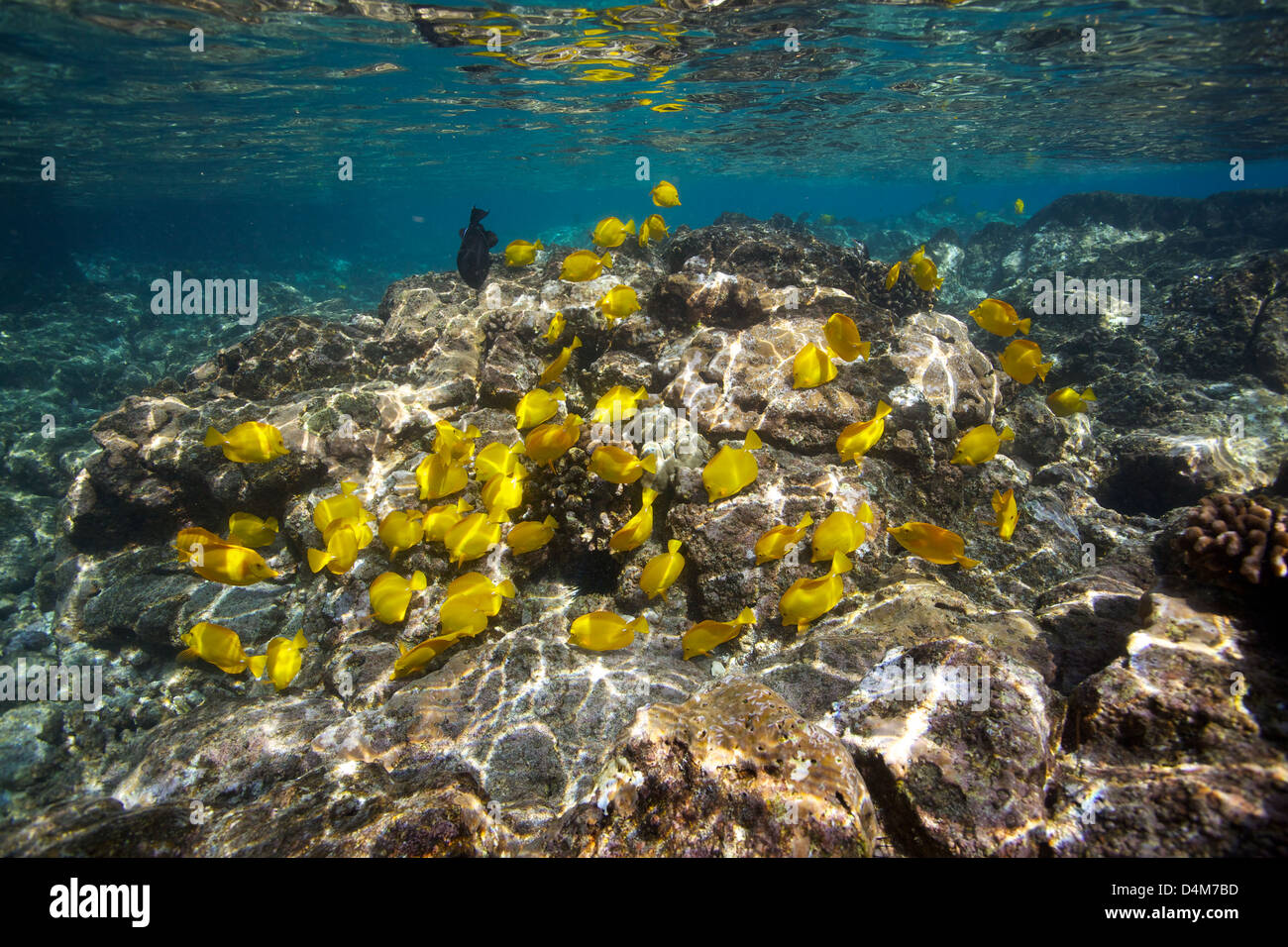 Yellow tangs hi-res stock photography and images - Alamy