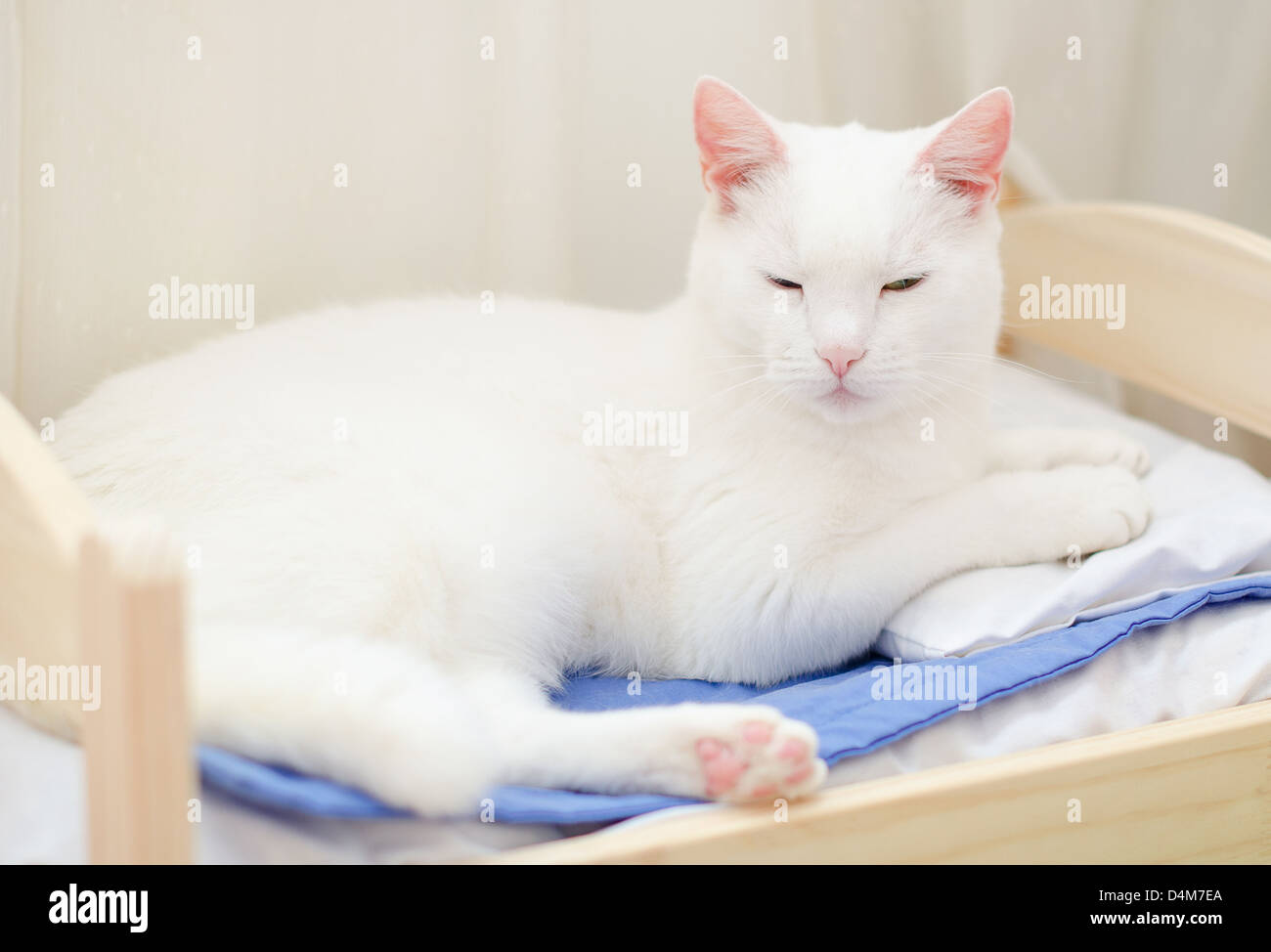 White cat sleeping hi-res stock photography and images - Alamy