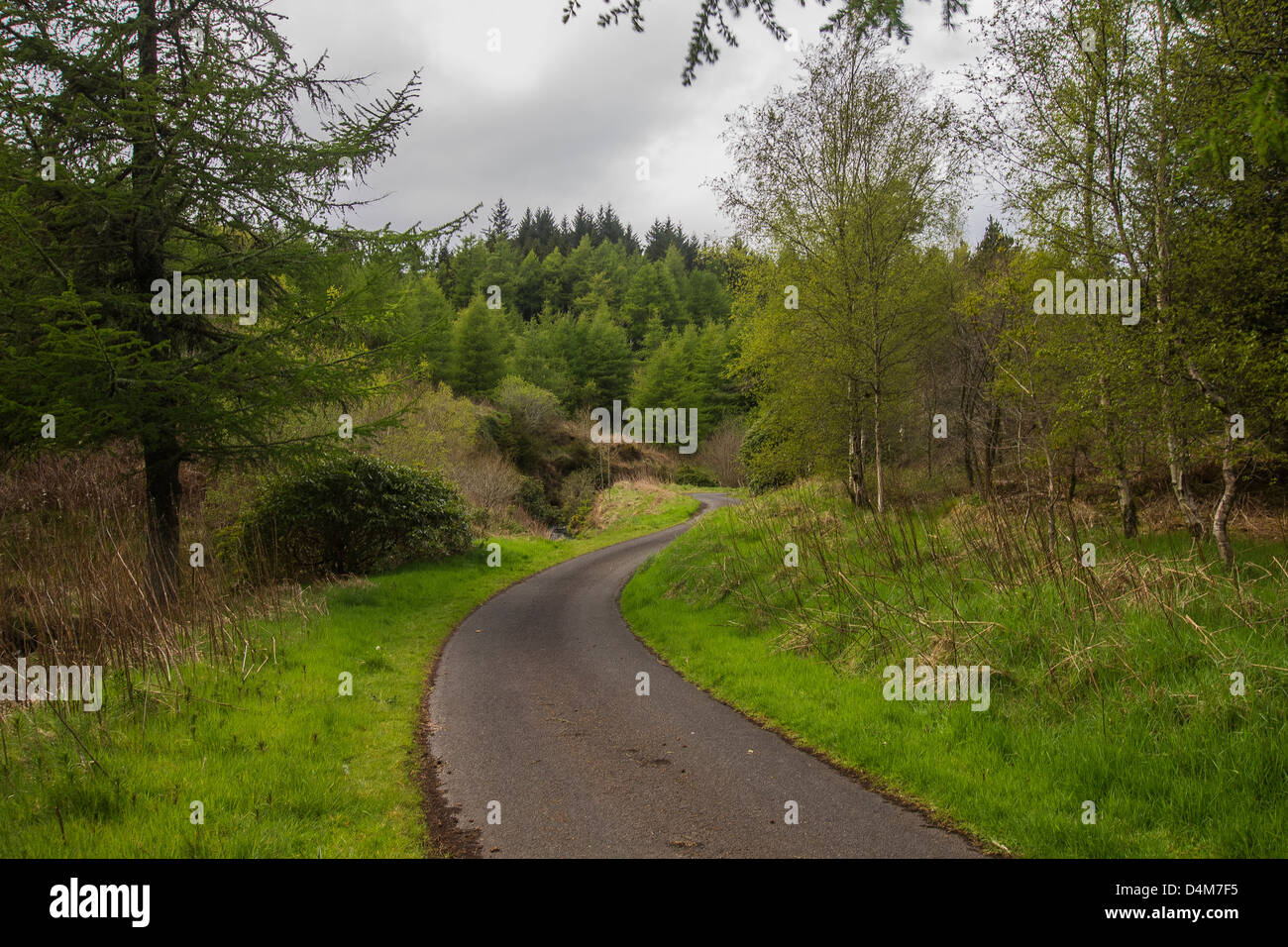 Path in Ballypatrick Forest North Antrim Northern Ireland Stock Photo ...