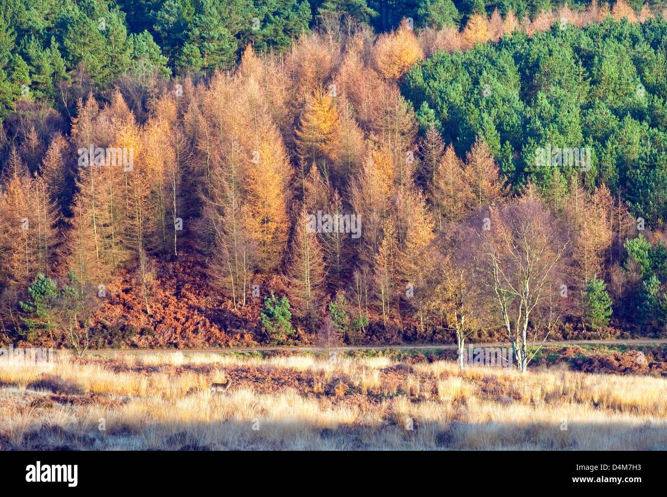Autumn colour on Cannock Chase Country Park AONB (area of outstanding ...