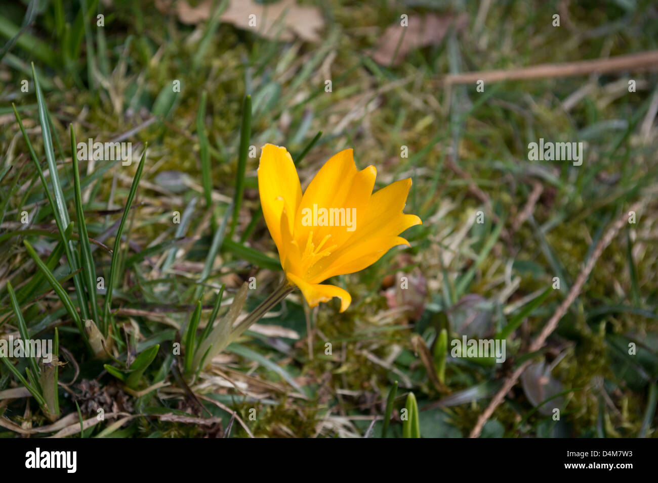 A lovely yellow crocus Stock Photo - Alamy