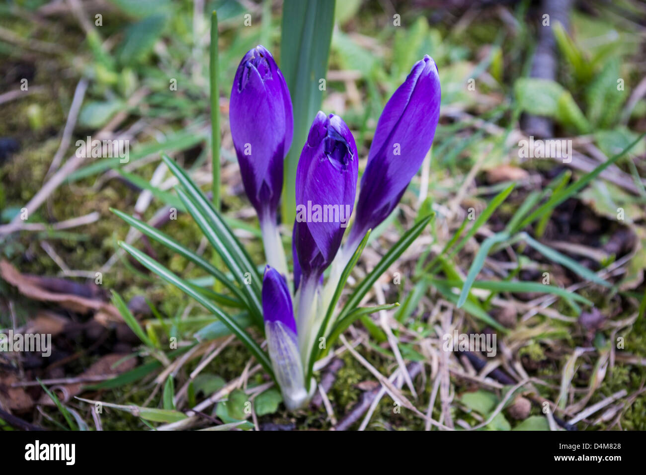 Purple crocus buds opening in late winter Stock Photo - Alamy
