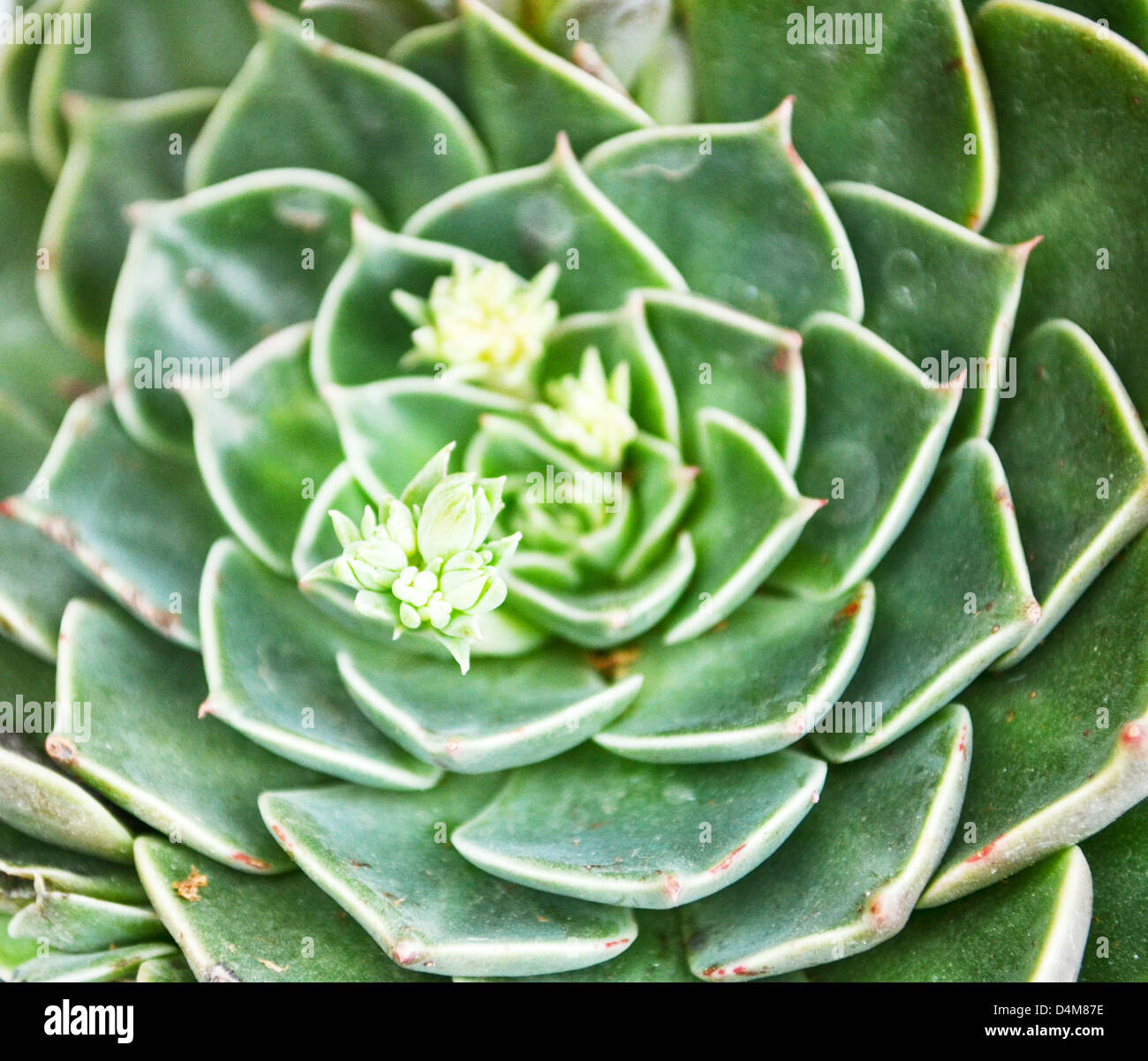 Houseleek plant hi-res stock photography and images - Alamy