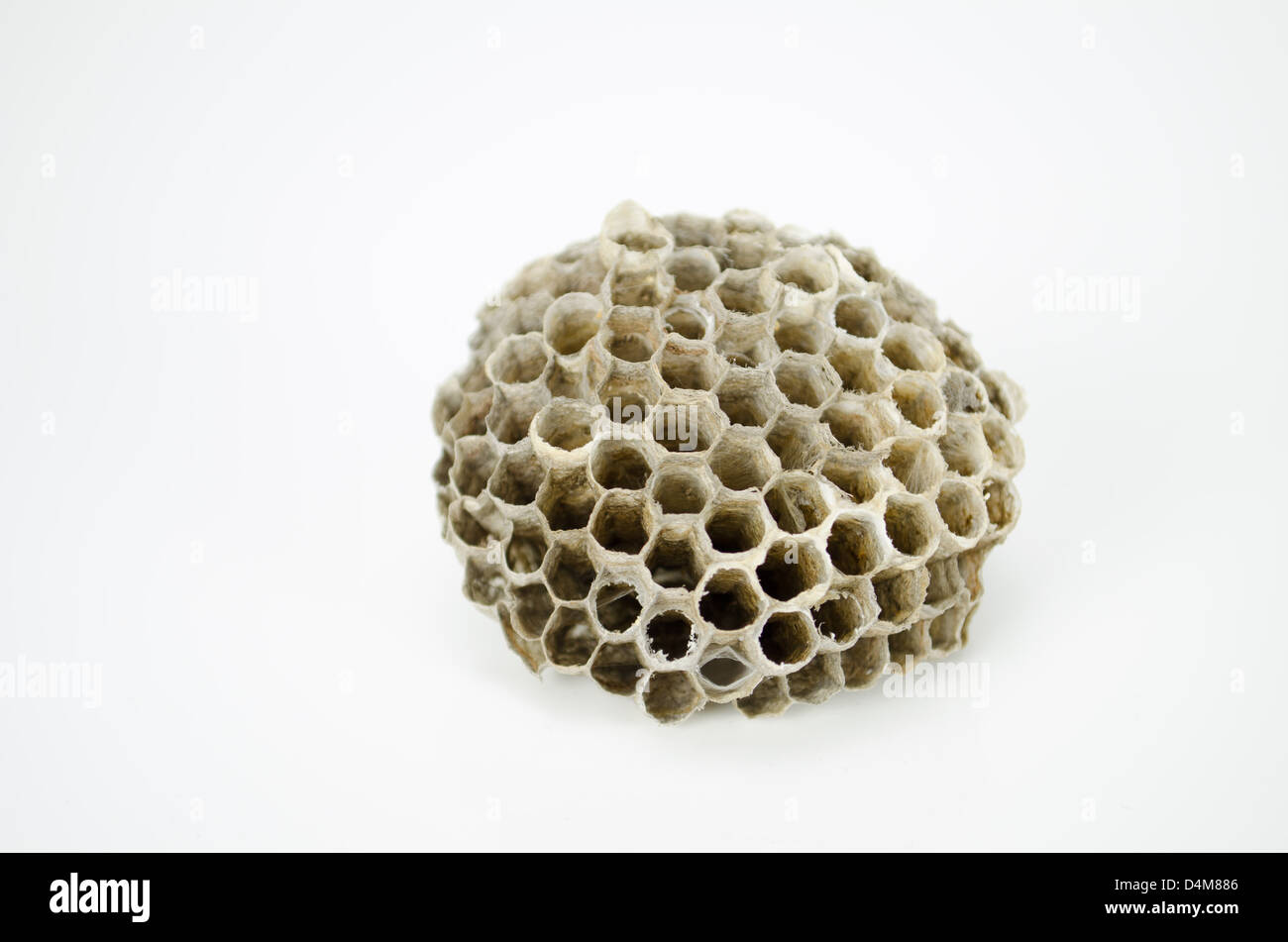 Gray Bee Nest on White Background Stock Photo - Alamy