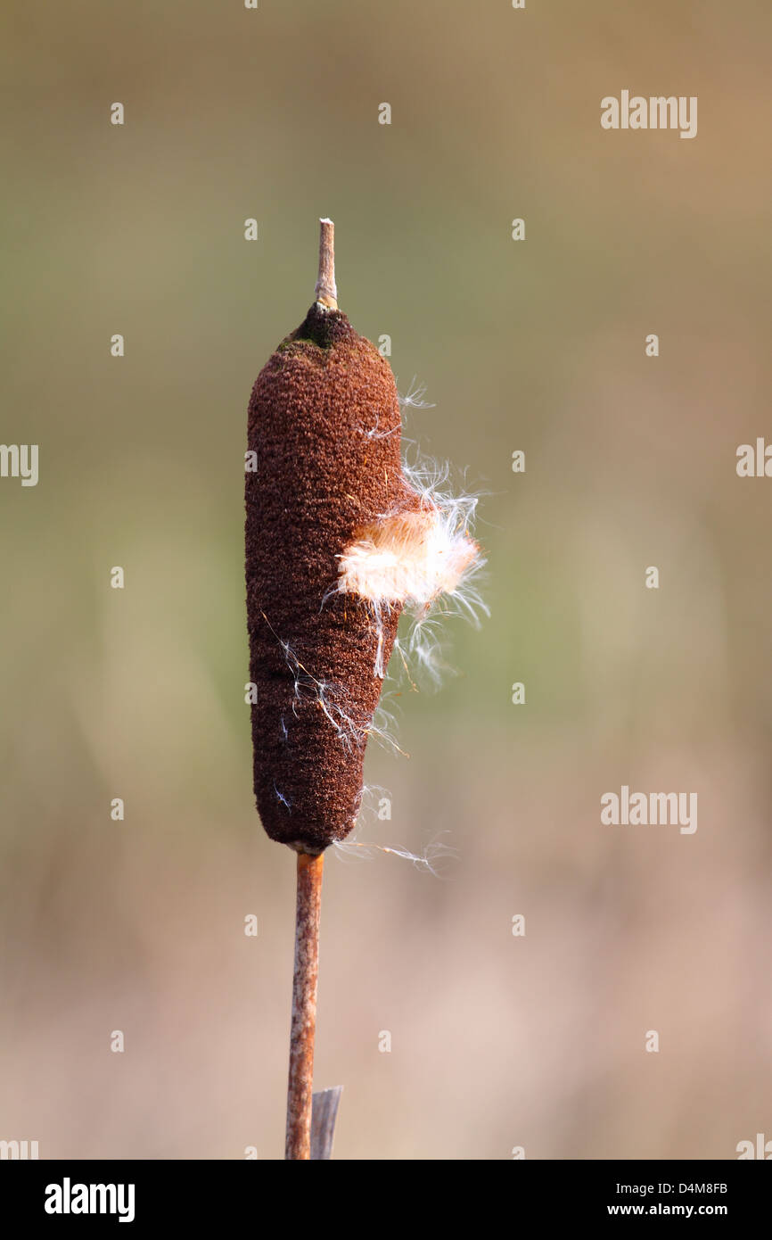 Portrait view of single bullrush Stock Photo - Alamy