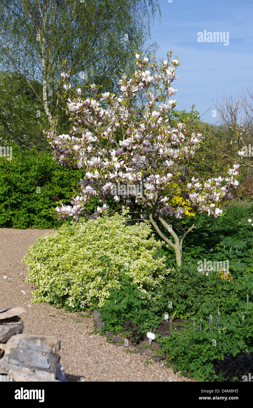 Magnolia flowering by garden path Stock Photo - Alamy