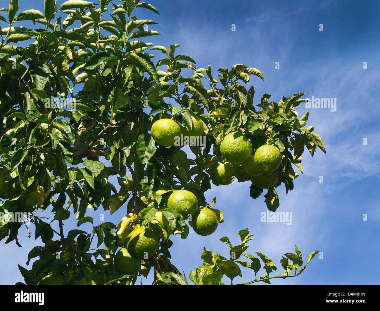 Grapefruit trees in grove in Sorrento in Southern Italy loaded with ...