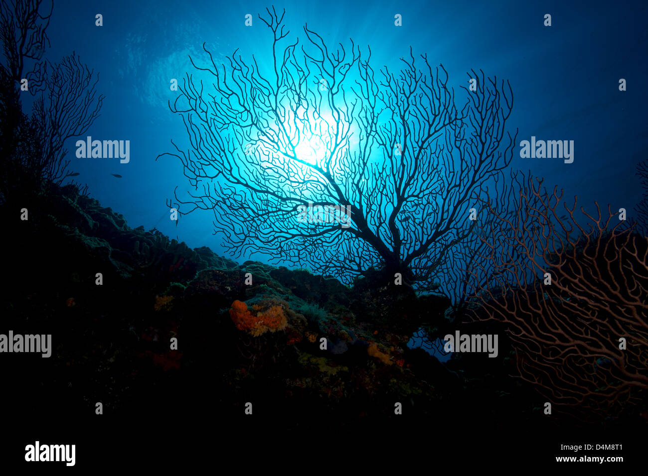 Beautiful sea fan coral hi-res stock photography and images - Alamy