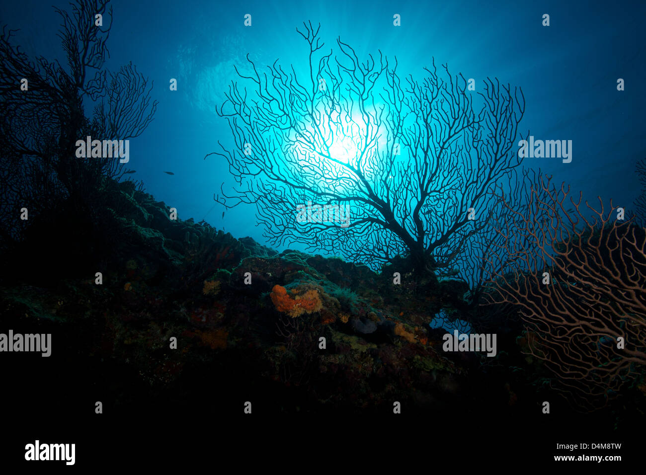 Beautiful sea fan underwater in St Lucia Stock Photo - Alamy