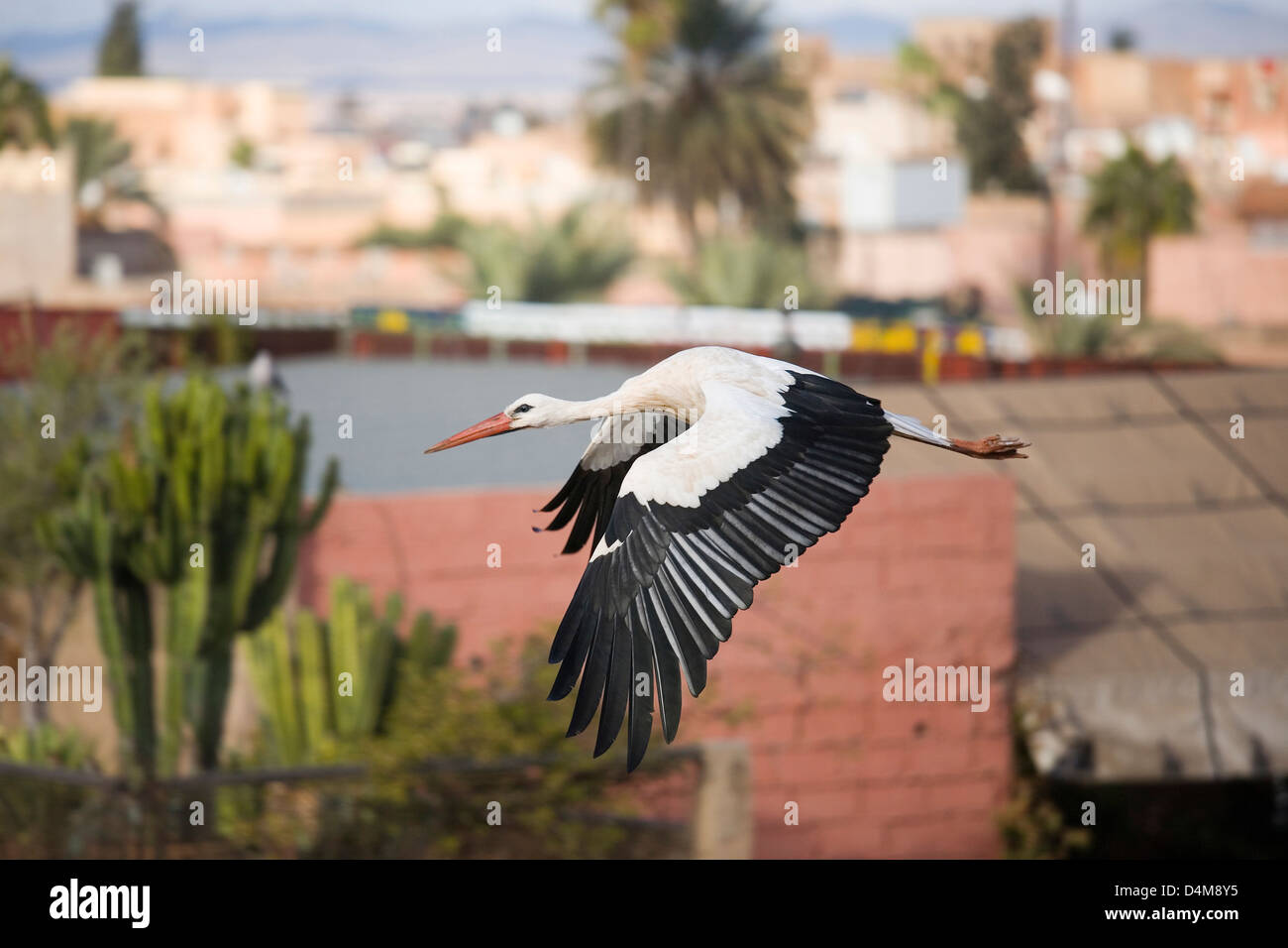 Birds of morocco hi-res stock photography and images - Alamy