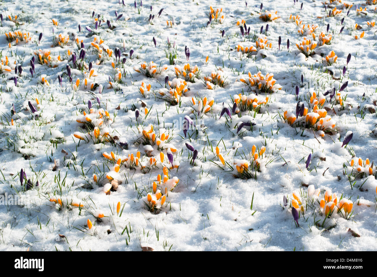 First crocus flowers blooming through the melting snow in the early ...