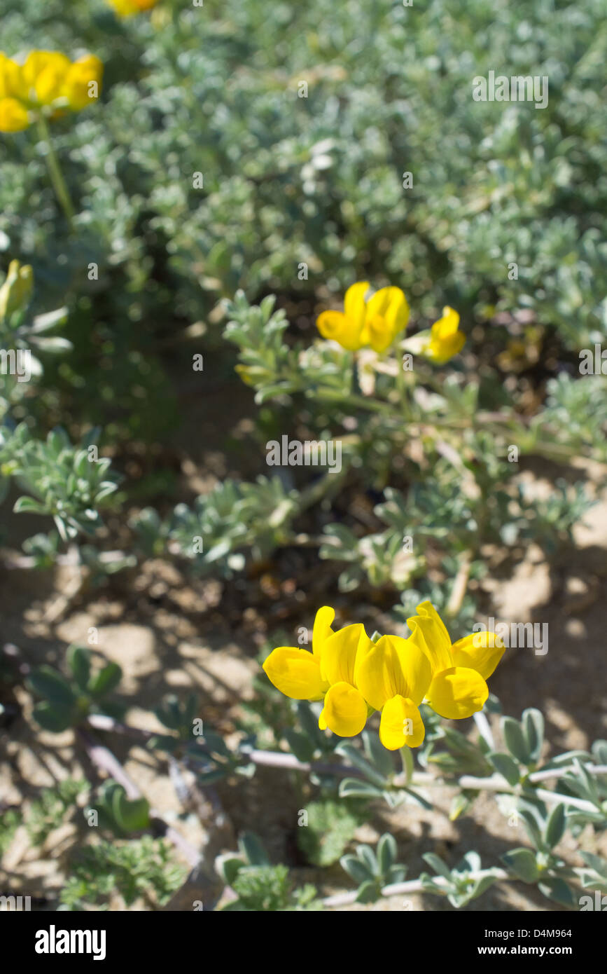 Lotus creticus hi-res stock photography and images - Alamy