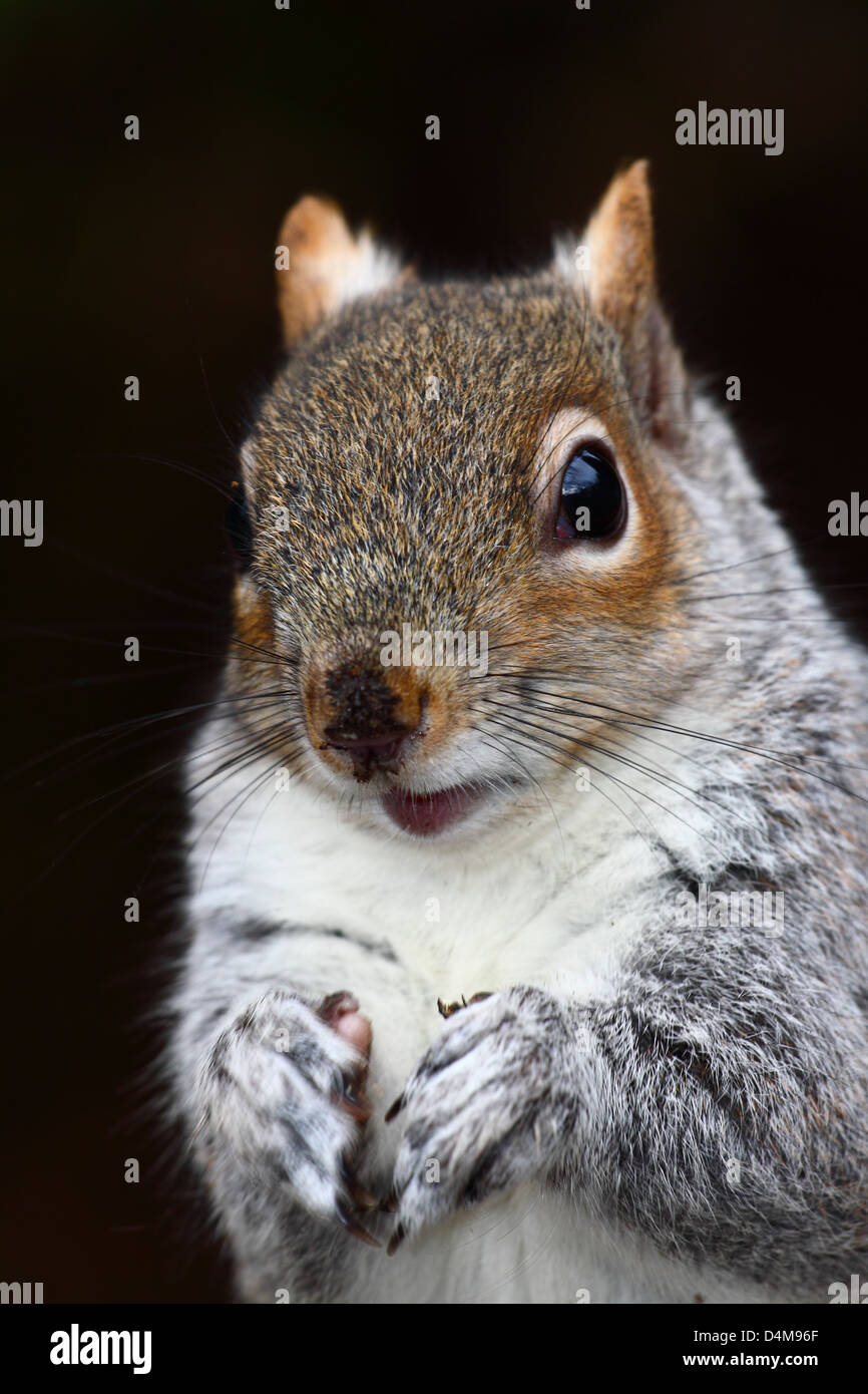 Woodland Grey Squirrel Stock Photo - Alamy