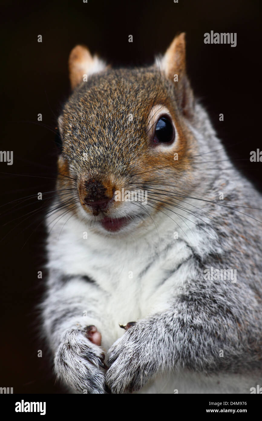 Sly squirrel hi-res stock photography and images - Alamy
