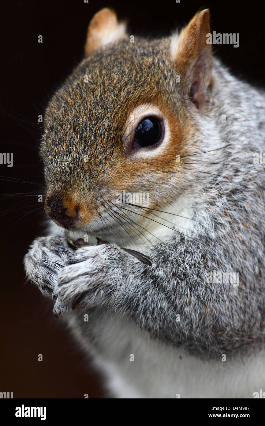 Woodland Grey Squirrel Stock Photo - Alamy