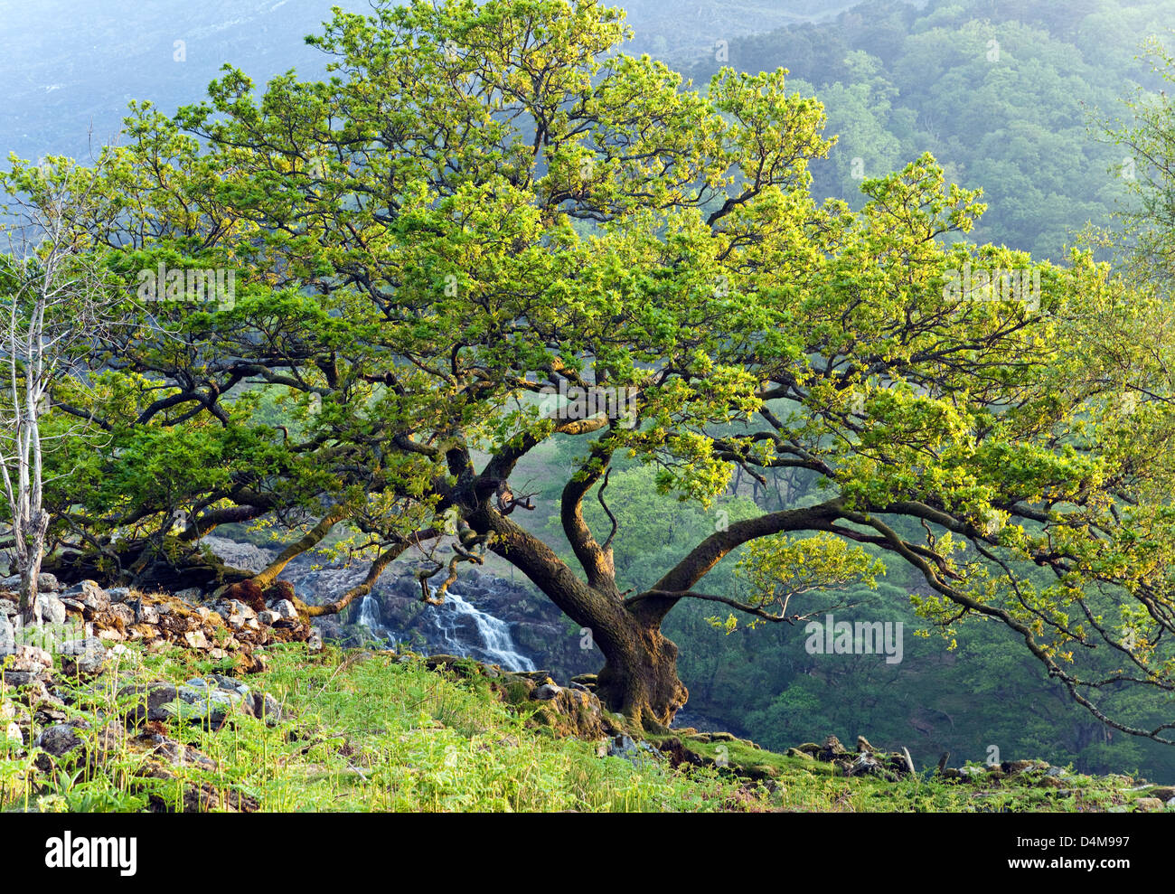 Mature spreading oak tree hi-res stock photography and images - Alamy