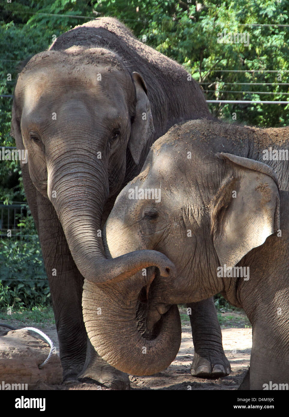 Asian elephant elephas maximus berlin zoo hi-res stock photography and ...