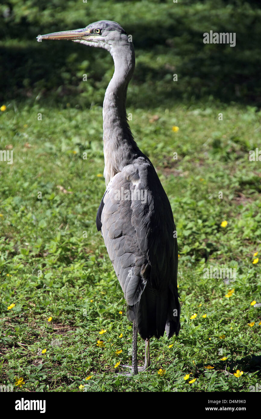 Berlin, Germany, Great Blue Heron Stock Photo - Alamy