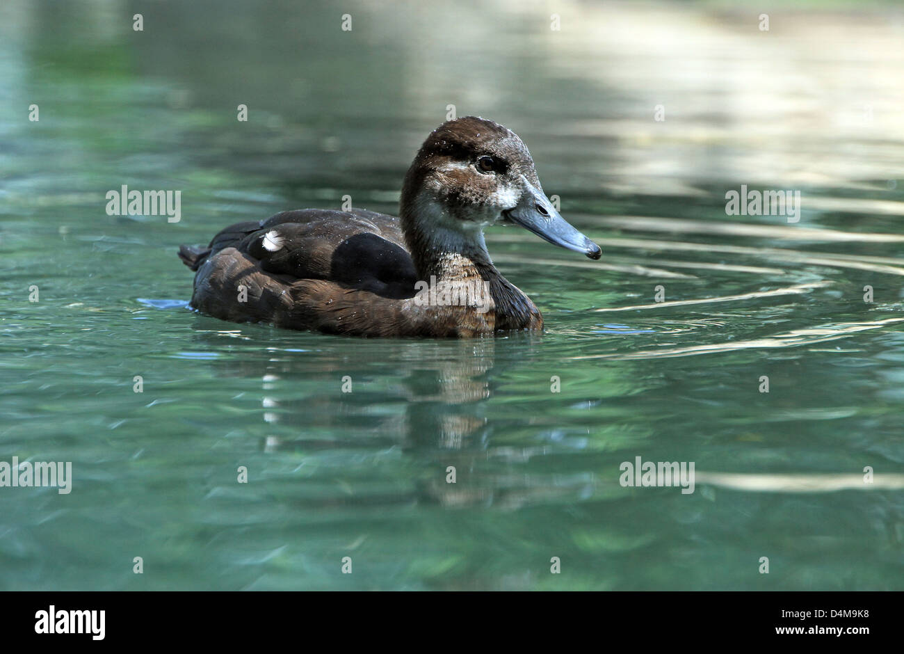 Berlin, Germany, floating duck Stock Photo - Alamy