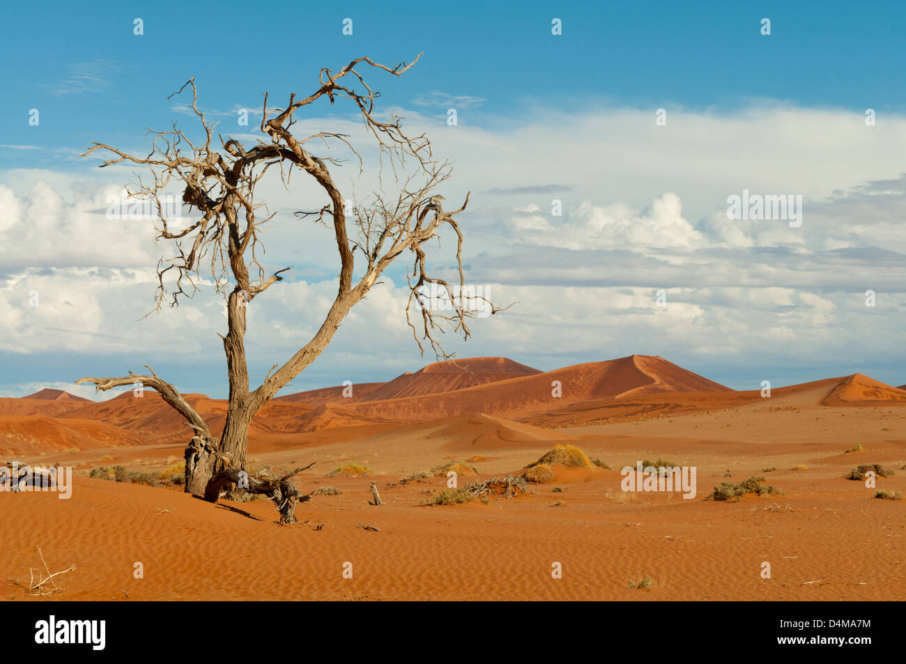 Namib desert dead tree shadow hi-res stock photography and images - Alamy